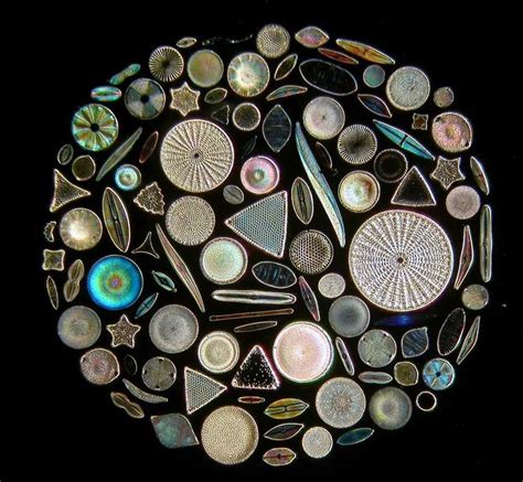Ozarks Wellness Center Diatomaceous Earth Microscopic Photography
