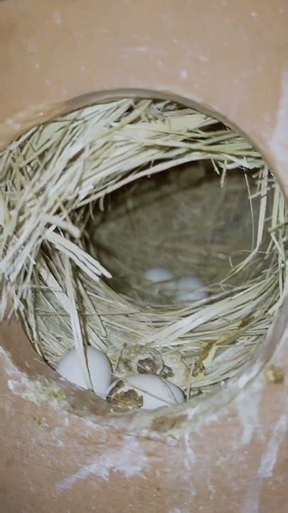 Javabreeding Javasparrow Lovebird Javafinches Albino Finches Youtube