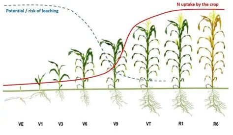 Top Dressing Fertilizer For Maize Why Timing Is Key Cropnuts