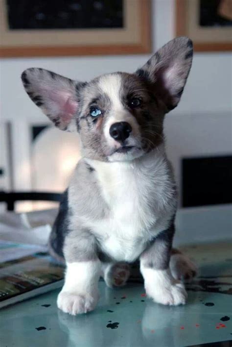 22 Best Aussie Corgi Mix Images On Pinterest Corgis Corgi And Corgi Mix