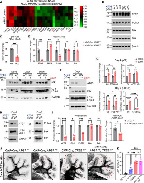 Autophagy Collaborates With Apoptosis Pathways To Control Oligodendrocyte Number Cell Reports