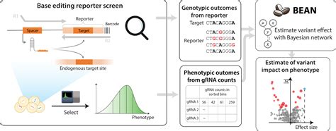 Welcome To Bean Documentation — Bean 100 Documentation