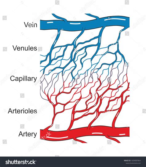 Capillary Small Vessels Capillaries Convey Blood Stock Illustration