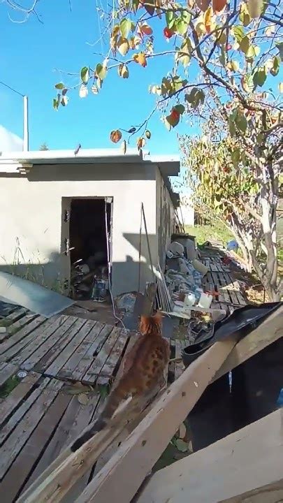 юный Лео пард в прыжке схватил куриное горло 😸 Youtube