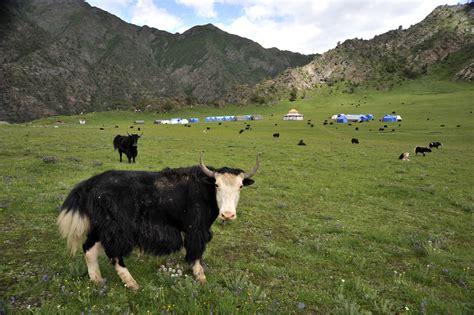 大花牛 大花牛简笔画 大花 大山谷图库