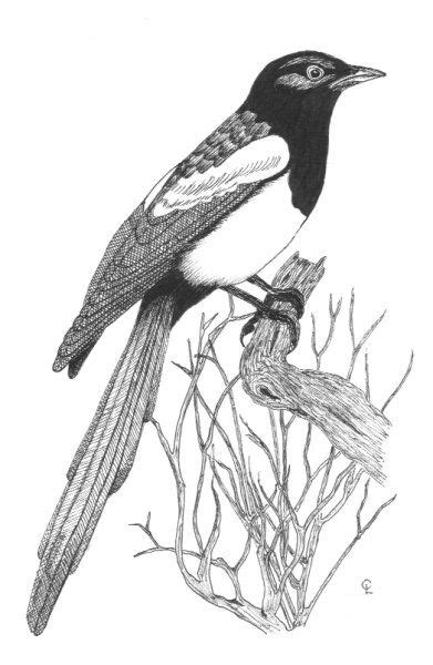 Magpie Bird Drawings Artist Magpie
