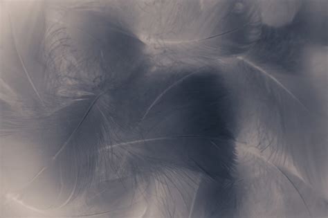 흰색 배경에 아름다운 추상 적색 다채로운 분홍색과 흰색 깃털과 흰색 패턴과 회색 배경에 부드러운 회색 깃털 질감 검은색에 대한 스톡 사진 및 기타 이미지 Istock