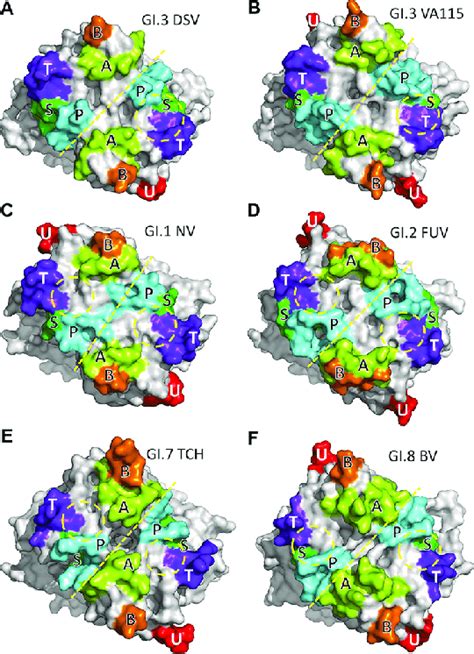 comparisons of the surface structures of the six loops among the p download scientific diagram