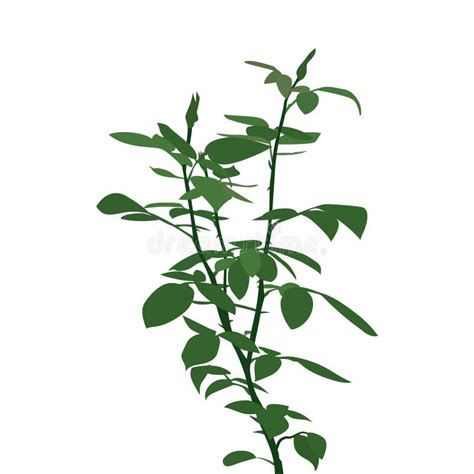 Green Leaf Tree Branch Flowers With Red Rose Natural Green Leaves Tree Set Stock Vector