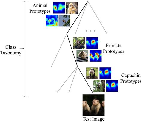 the capuchin shown here is classified at three levels in a pre defined download scientific