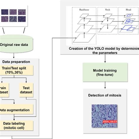 The Process Of Mitotic Cell Detection Download Scientific Diagram