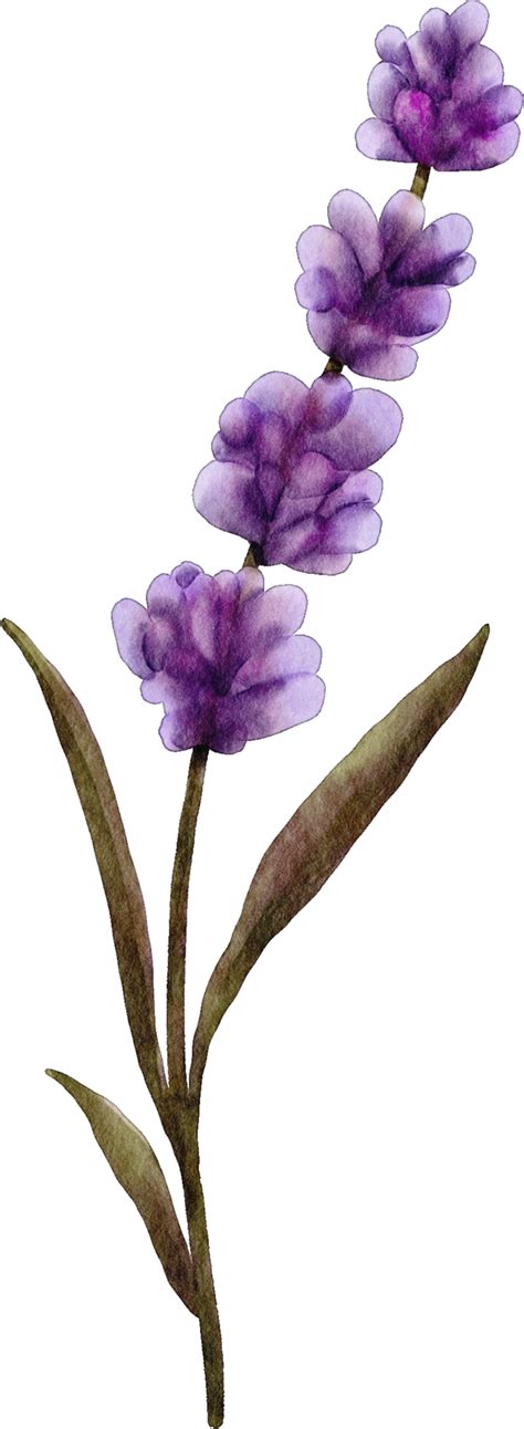 Lavender Flower Png Download