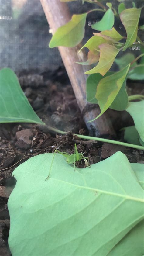 What Is This Bug Friend I Found R Whatsthisbug