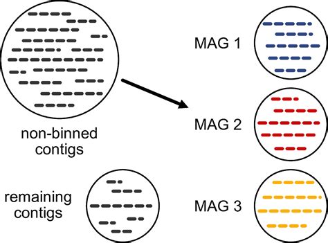 11 De Novo Genome Assembly Introduction To Ancient Metagenomics