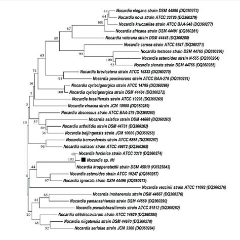 a dendrogram constructed based on nocardia seca1 gene sequences