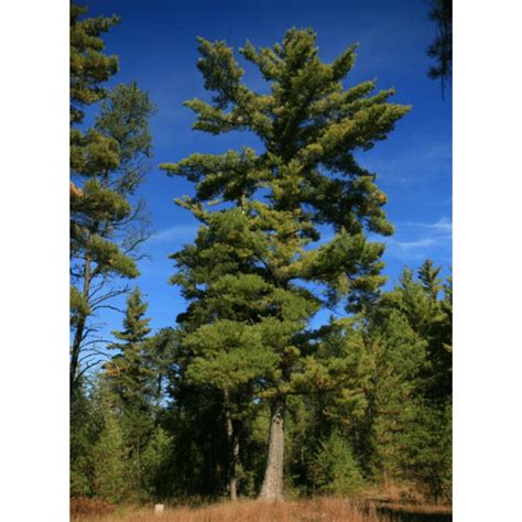 Eastern White Pine Tree Seeds Pinus Strobus Etsy