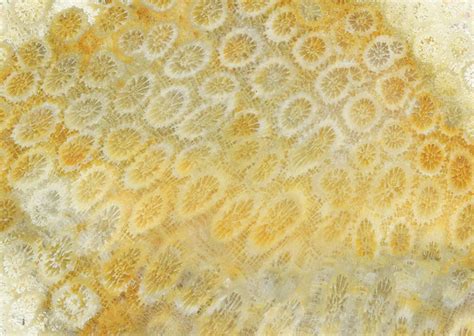 3 7 Polished Fossil Coral Slab Indonesia 121930 For Sale