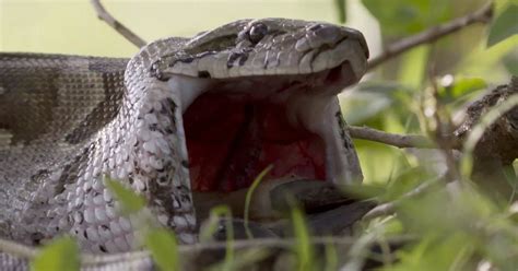 python swallows impala antelope pictured gigantic african python