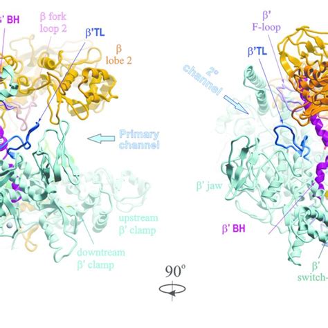 Structural Overview Of Rnap Core Structure Of Taq Rnap Core