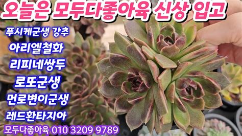 23820 오늘은 푸시케군생강추 캐라리언 대품쌍두 아리엘철화 리피네쌍두 로또군생 레드환타지아 변로변이금등💕 모두다좋아육 010 3209 9789 전국택배가능 유료광고포함