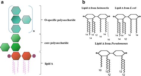 Diagrams Showing A The General Structure Of A Gram Negative Lps And