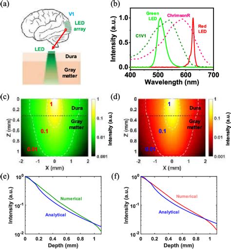 Figure 2 From Numerical Design Of A Micro Led Based Optogenetic Stimulator For Visual Cortical