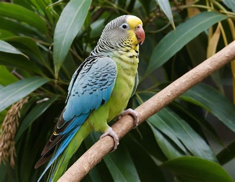 Parakeet Vs Budgie Whats The Difference