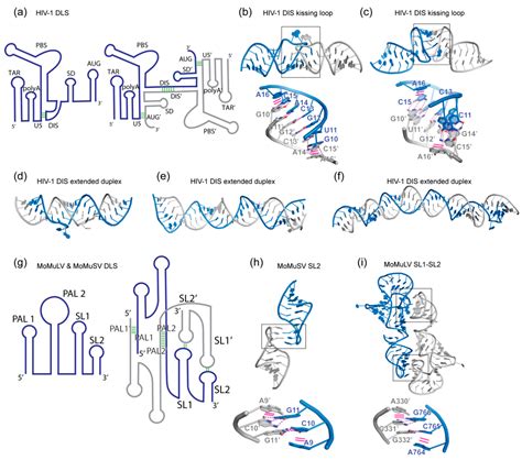 Structural Insights Into Rna Dimerization Motifs Interfaces And Functions