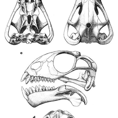 Skull Restoration Of Suminia Getmanovi Based Largely On Pin 2212 62 In
