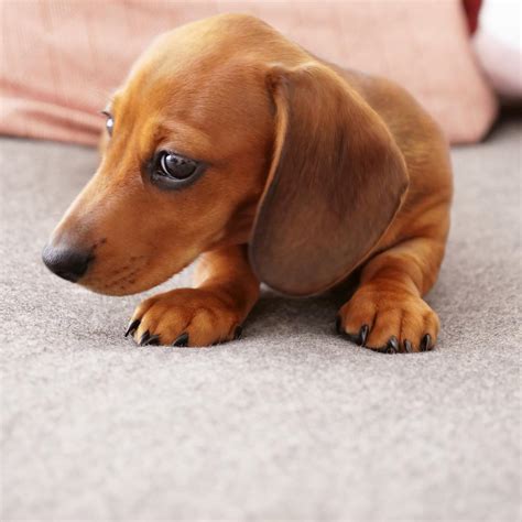 Dapple Dachshund Puppies For Sale Near Me Under 300 To 500