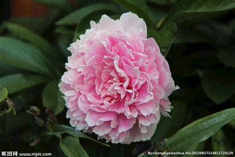 牡丹摄影图花草生物世界摄影图库昵图网