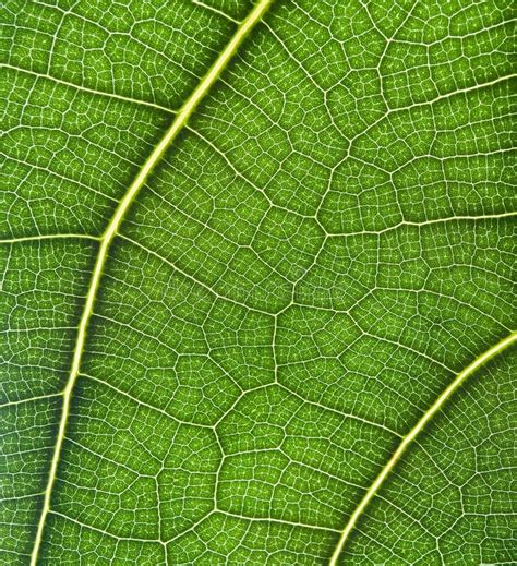 Leaf Texture Stock Images Image 20483024