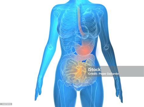 내부 장기와 뼈의 파란색 투명 3d 그림입니다 식도에 대한 스톡 사진 및 기타 이미지 식도 3차원 형태 가냘픈 Istock