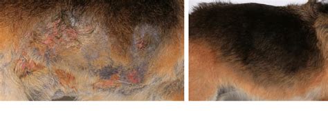 Fluorescence Biomodulation Phovia The Skin Vet