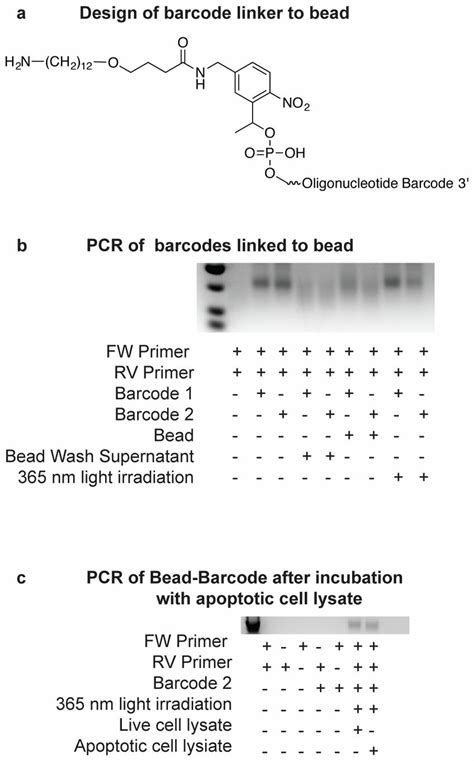 Small Molecule Identification Tag Design And Amplification A Design Download Scientific