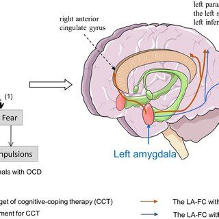 The Targets And The Effects Of CCT Download Scientific Diagram