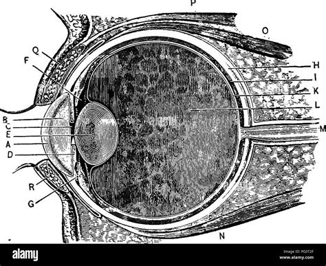 This Diagram Shows The Structure Of The Human Eye Including Key