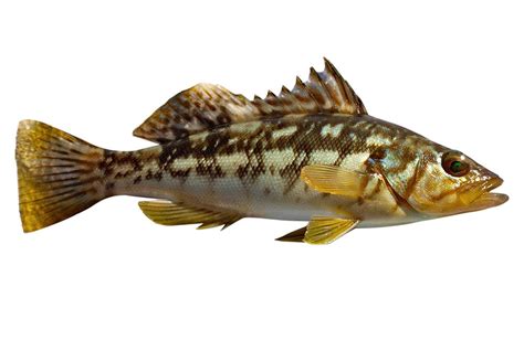 American Bass Fish Species Guide Types Of Bass Fish