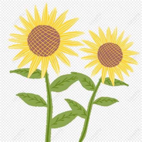 해바라기 Png 일러스트 무료 다운로드 Lovepik
