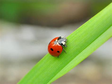 Ladybug Stock Image Image Of Jaws Insect Herb Black 2240711