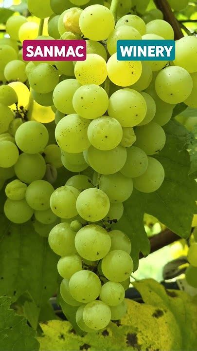 영동군 산막와이너리 포도수확체험 하기 가야금 영동포도축제 와인축제 Youtube