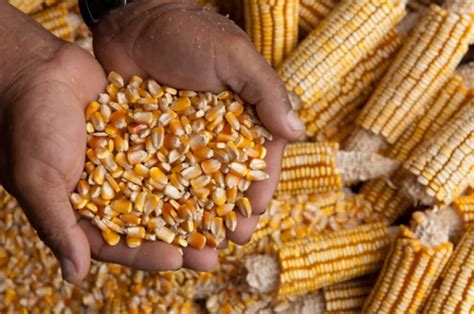 Maize Snp Genotyping Advanced Genetic Tools