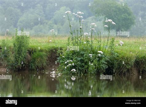 Greater Water Parsnip Sium Latifolium Flowering On The Watermeads Of The River Thames In
