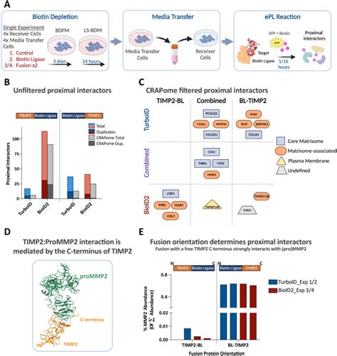 Extracellular Proximity Labeling Reveals An Expanded Interactome For The Matrisome Protein Timp2