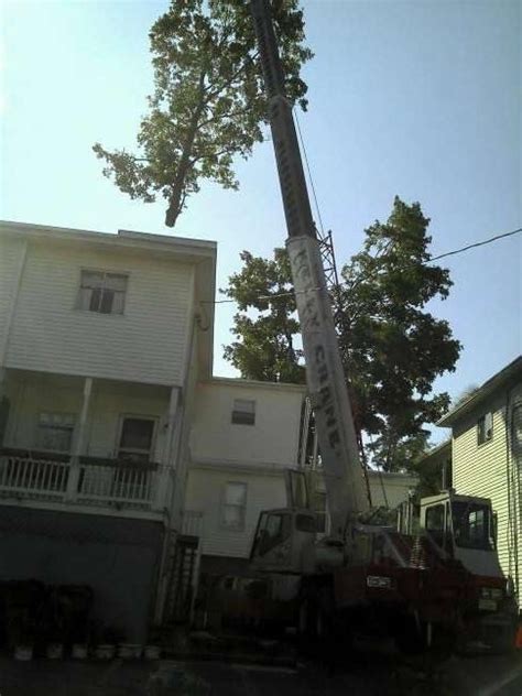 Tree Health Bedford Tree Service