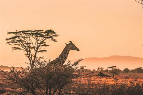 What Are Transitional Fossils And Why Do They Matter Dino World
