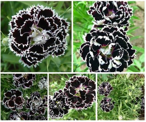 ჩინური მიხაკი მენესტრელი საინტერესო ჩემი მწვანე კუთხე Facebook