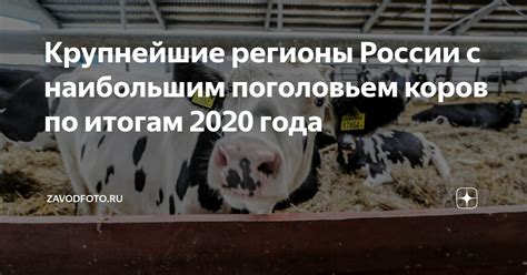 Крупнейшие регионы России с наибольшим поголовьем коров по итогам 2020 года Zavodfoto Ru Дзен
