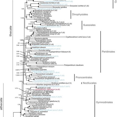 Concatenated Phylogeny Inferred From Download Scientific Diagram