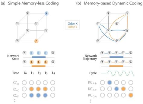 Insect Olfactory Coding And Memory At Multiple Timescales Abstract Europe Pmc